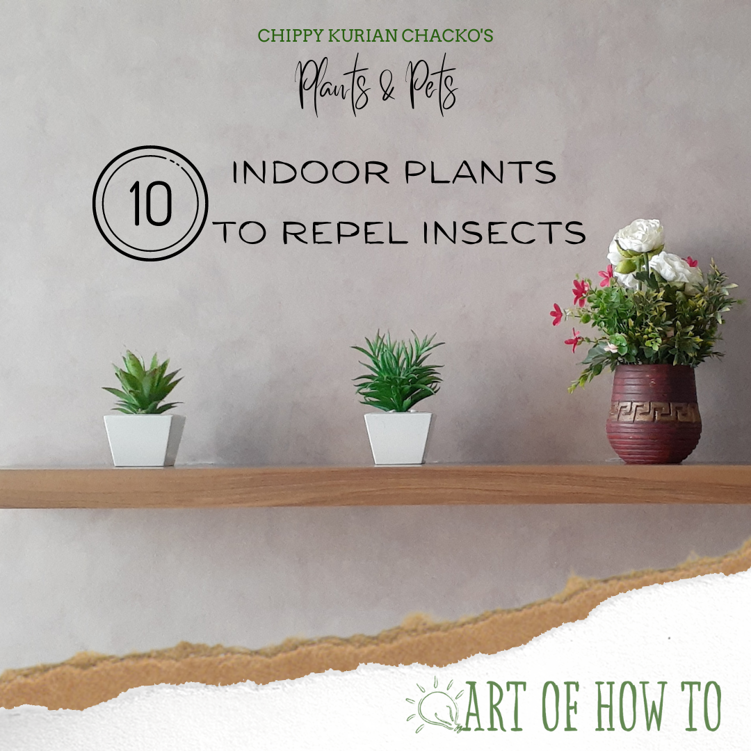 10 Indoor Plants To Repel Insects | Art of How To